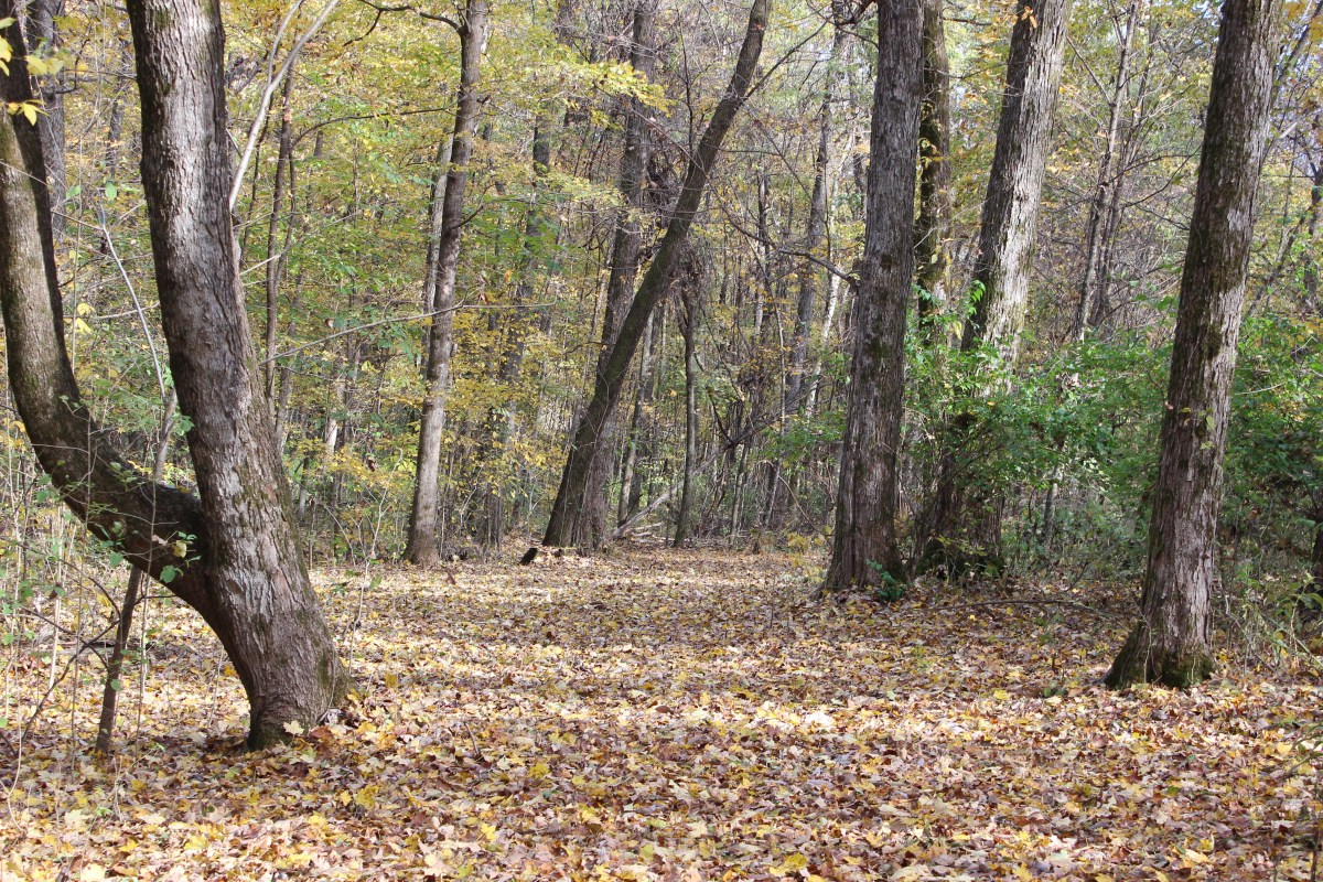 The Wandering Poet’s Corner | Wandering Poet Adventures